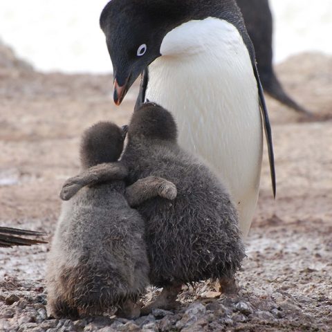 Penguin Science | Understanding penguin response to climate and ...