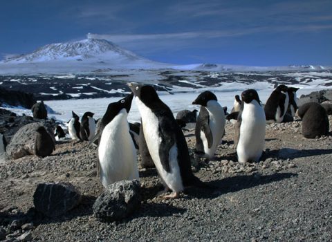 Penguin Science | Understanding penguin response to climate and ...